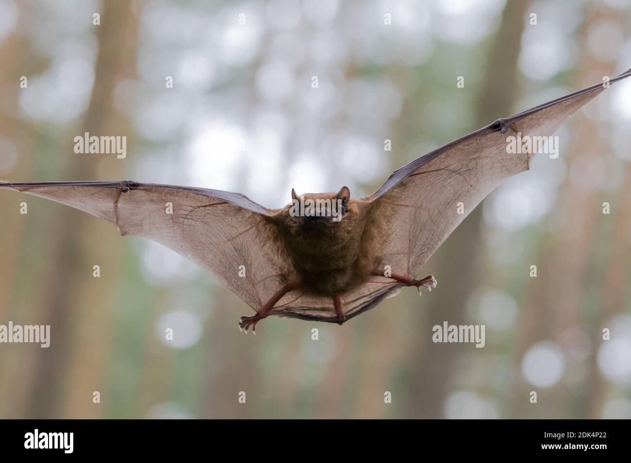 Bat wing butterfly hi-res stock photography and images - Alamy