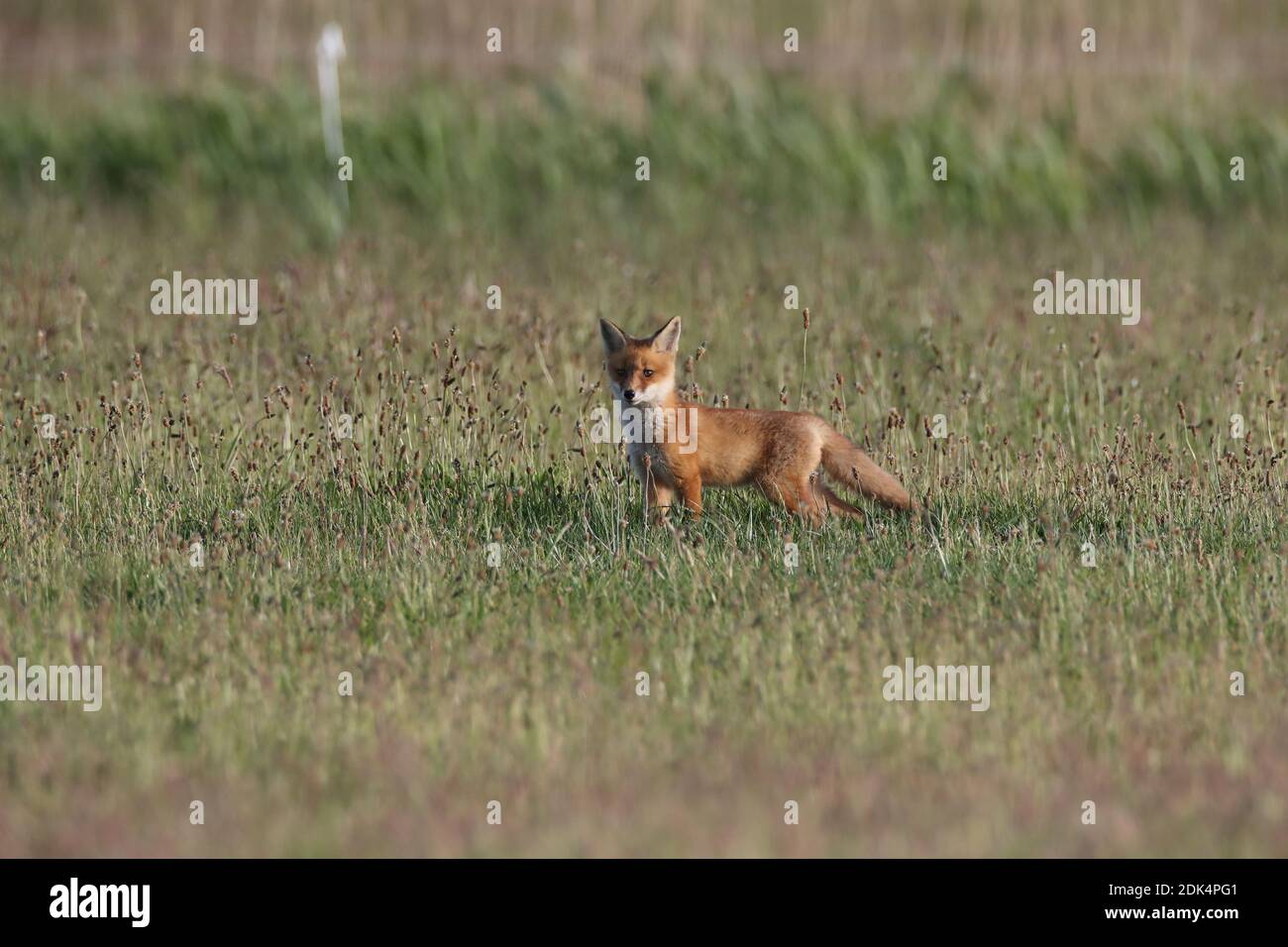 red fox (Vulpes vulpes), fox cub standing in a meadow germany Stock Photo - Alamy