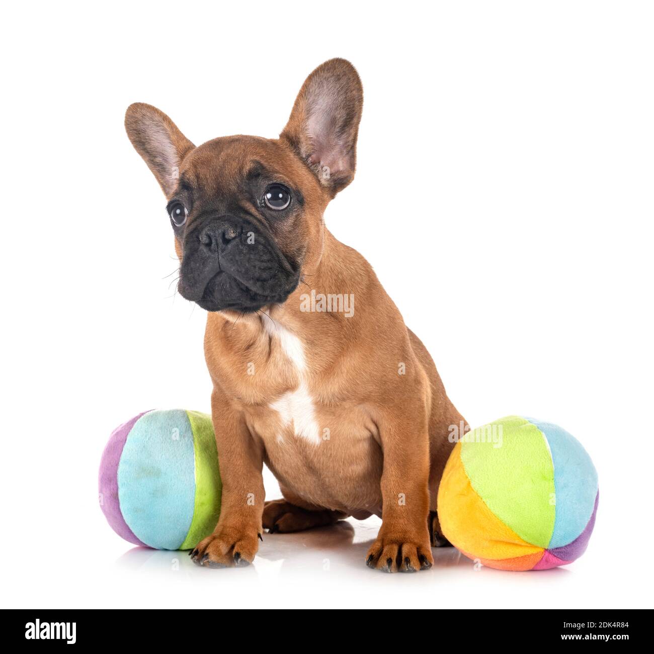 French bulldog puppy toy Cut Out Stock Images & Pictures - Alamy