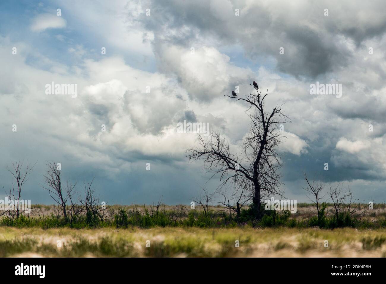 Silhouette of a black trees without leaves against a blue cloudy sky ...