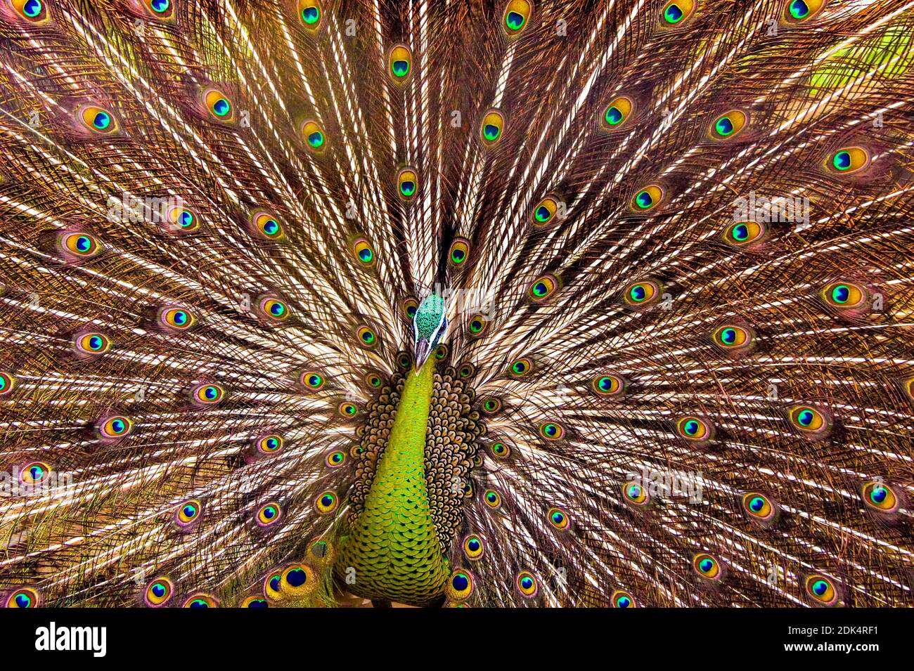 Peacock full body shot hi-res stock photography and images - Alamy