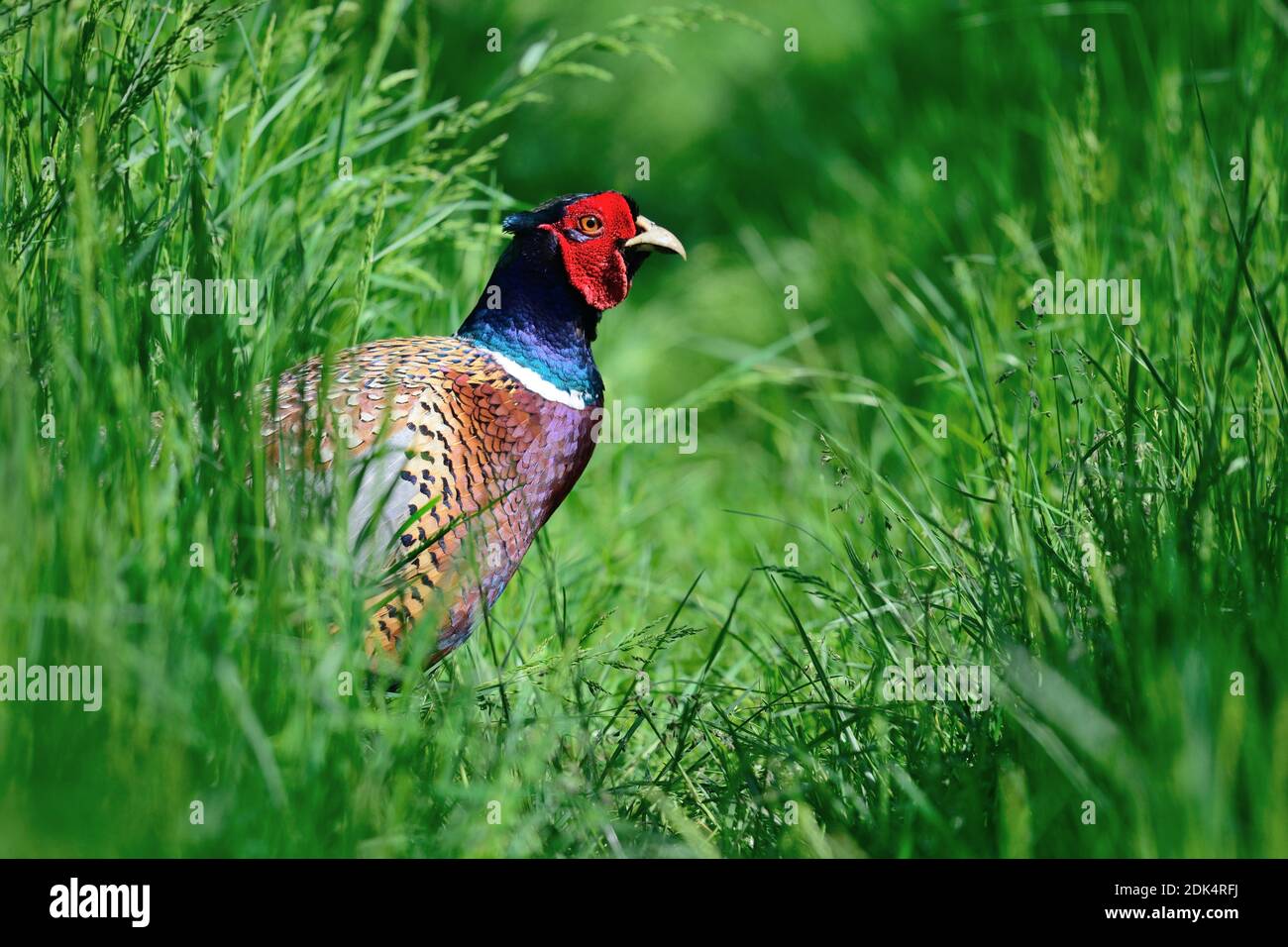 Pheasant long grass hi-res stock photography and images - Alamy