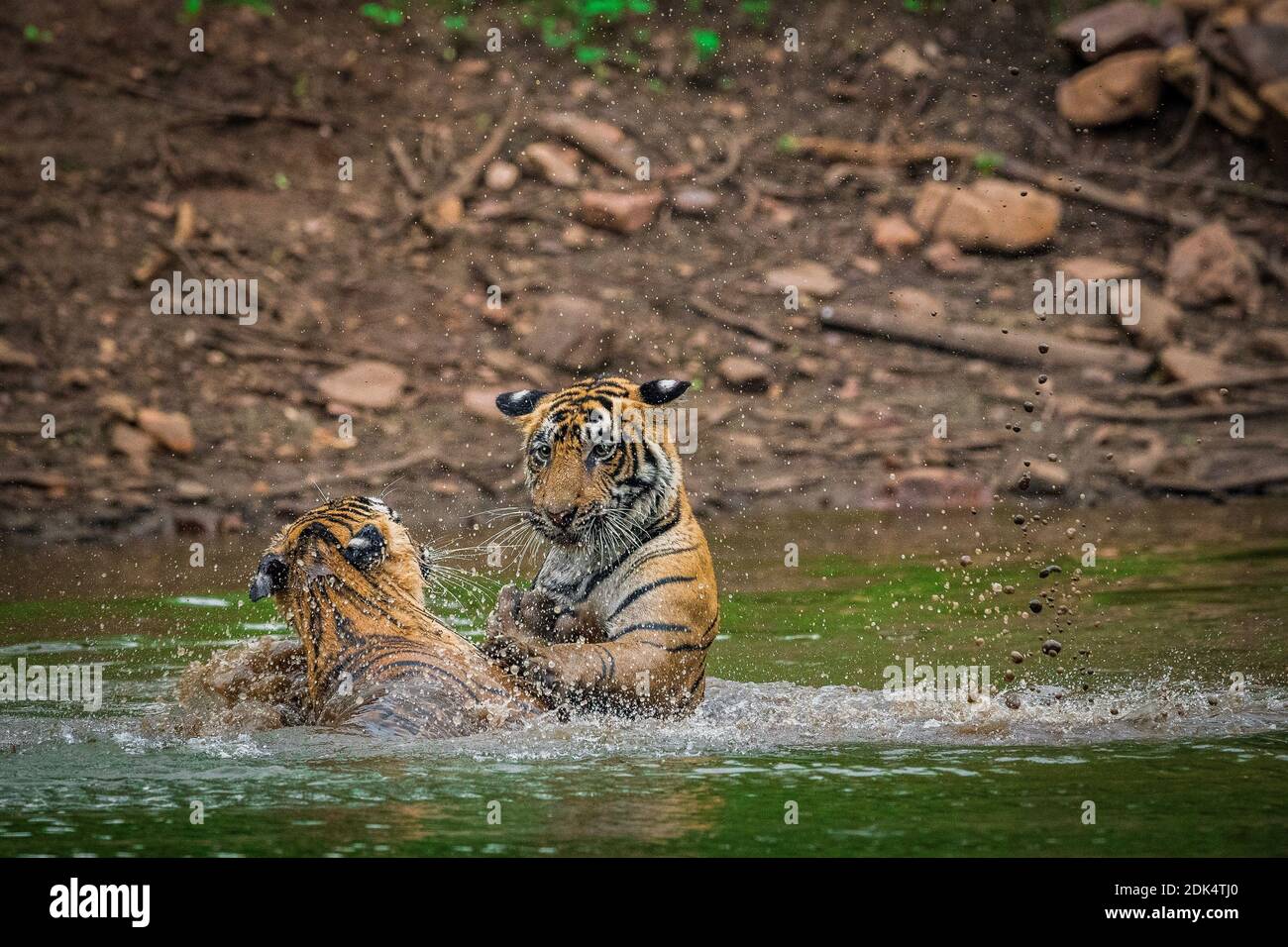 Tigers Swimming High Resolution Stock Photography and Images - Alamy