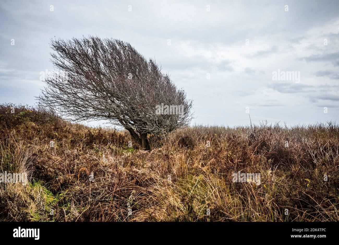Field and Windblown Tree - American Camp National Historical Park, San ...