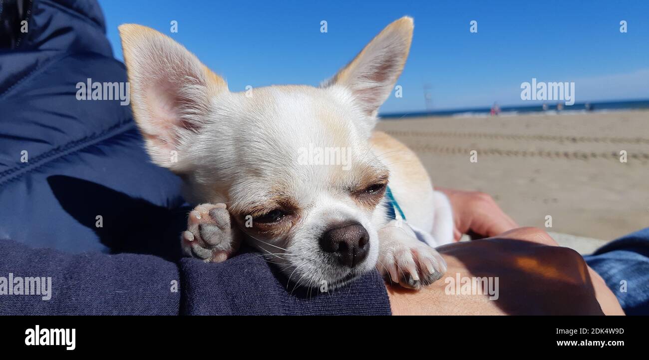 Pancho Dog Chihuahua Stock Photo - Alamy