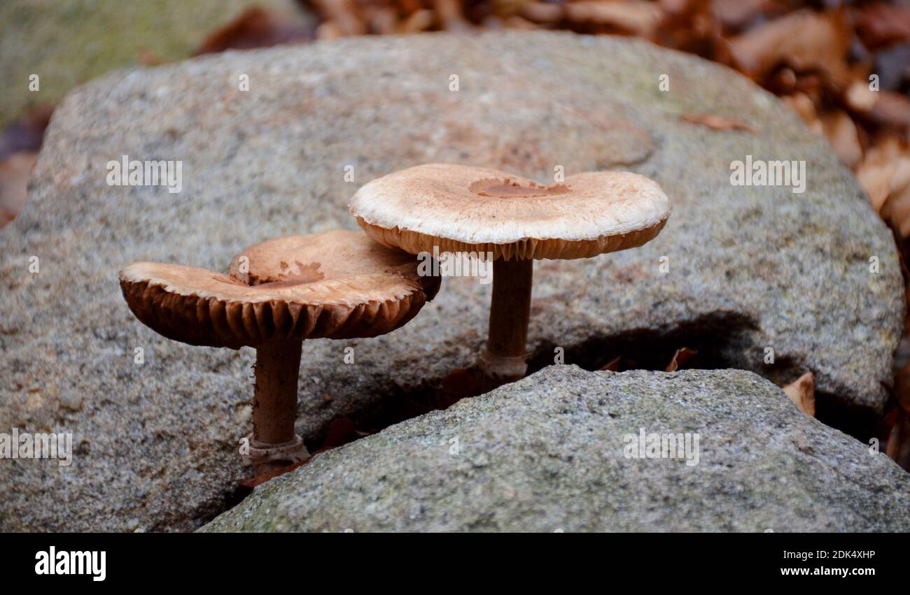 Fungus Growing On Rocks High Resolution Stock Photography and Images ...