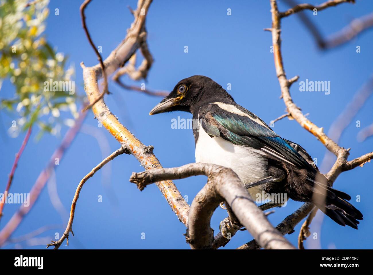 Eurasian magpie head hi-res stock photography and images - Alamy