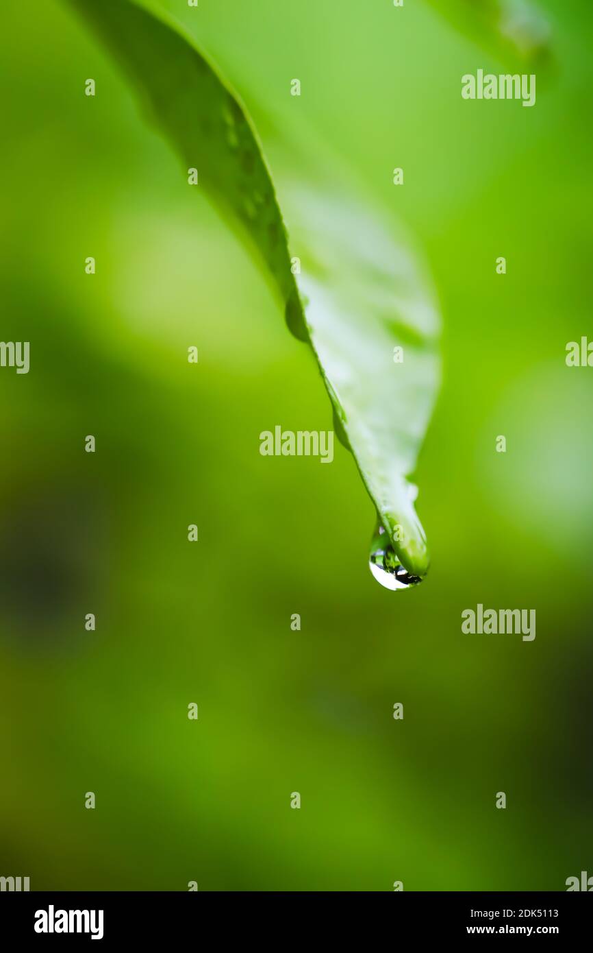 Rain drop falling leaf hi-res stock photography and images - Alamy