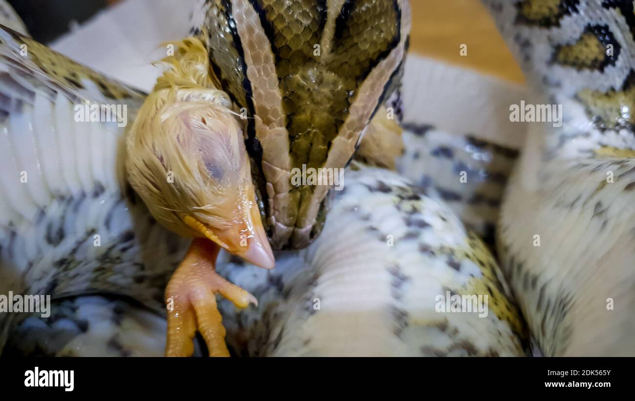 Python Bird High Resolution Stock Photography and Images - Alamy