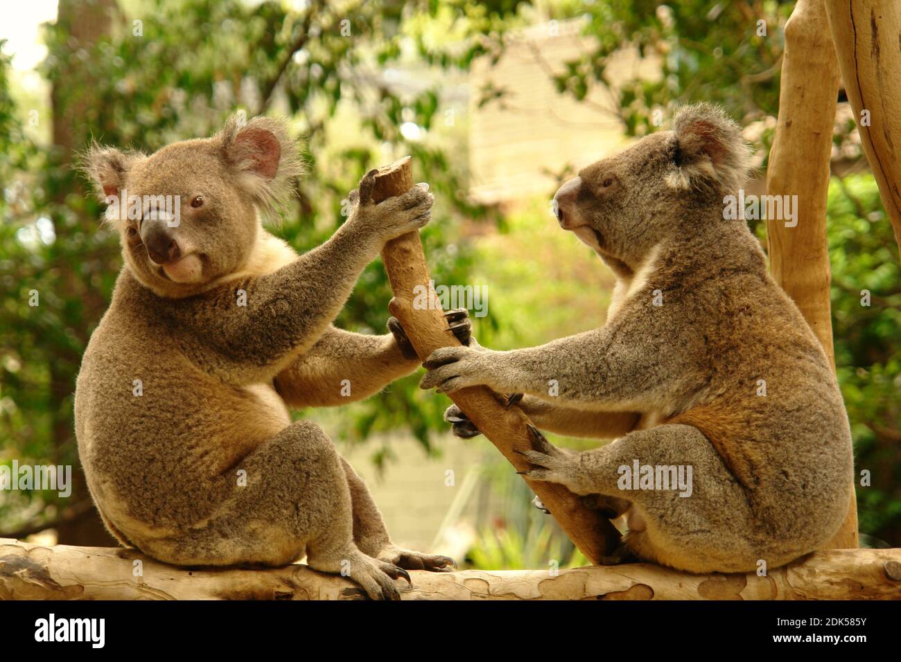 Koala sitting on side of tree hi-res stock photography and images - Alamy