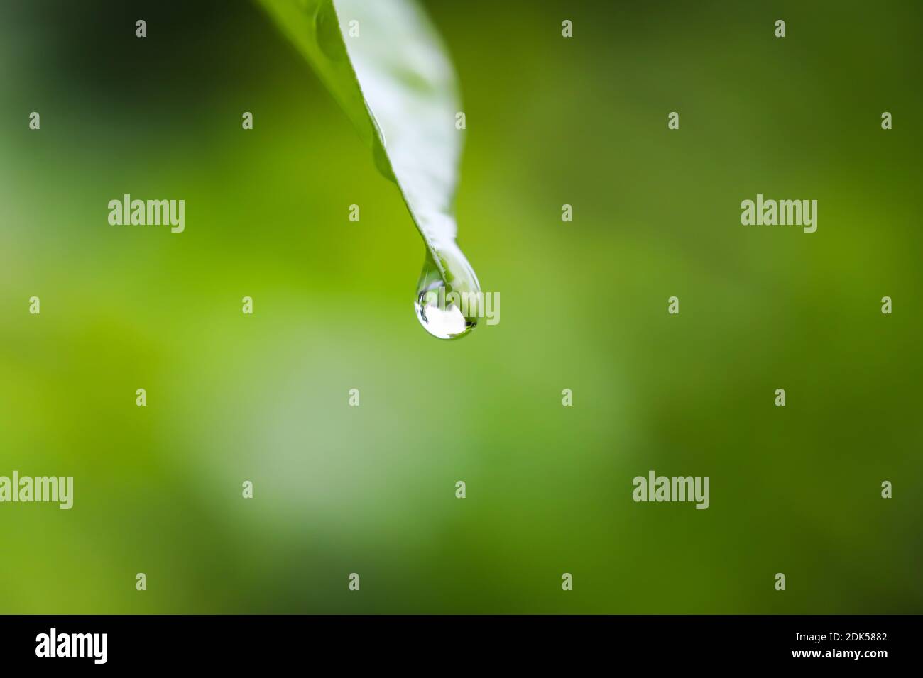 Rain drop falling leaf hi-res stock photography and images - Alamy