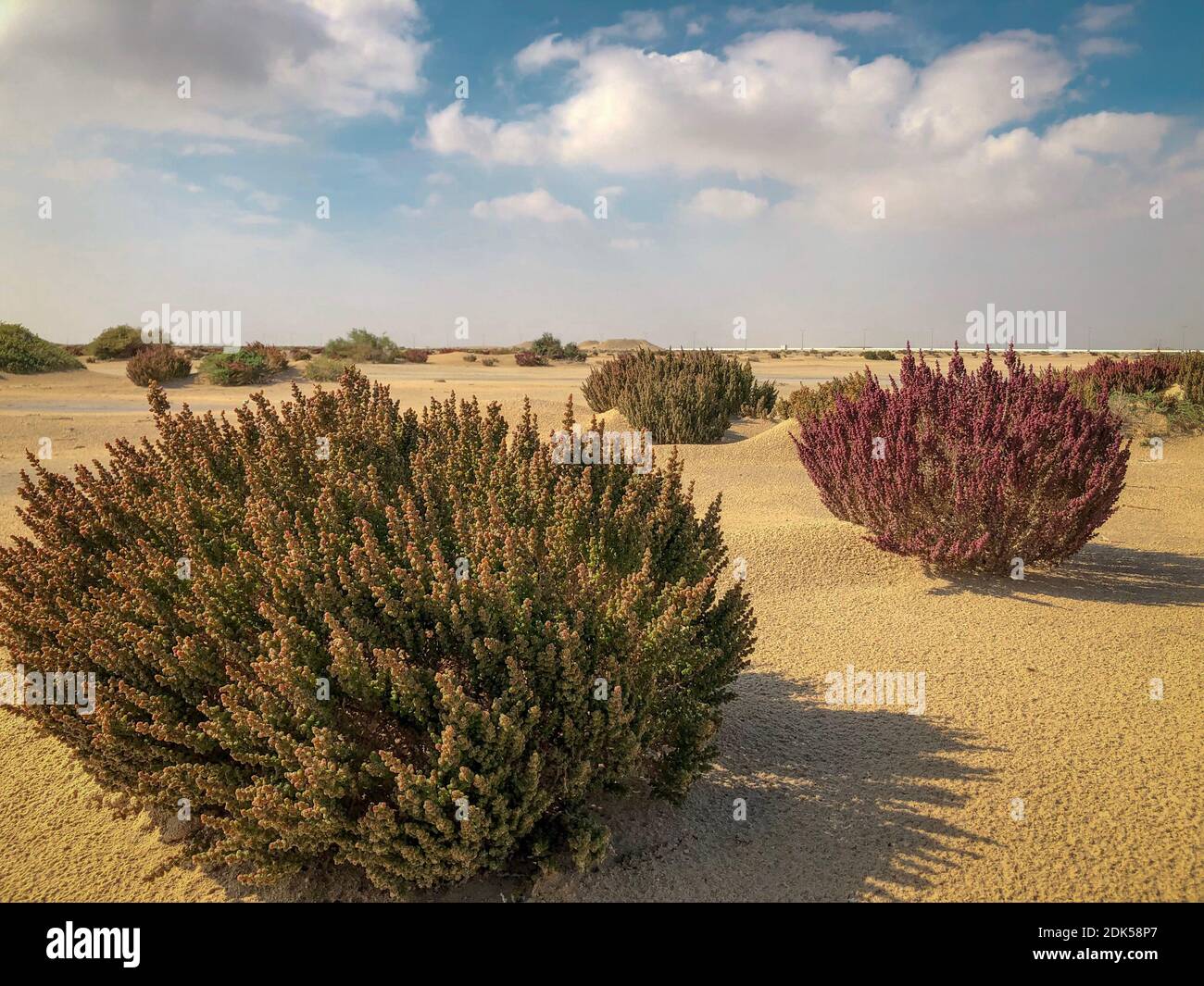 Desert plants qatar hi-res stock photography and images - Alamy