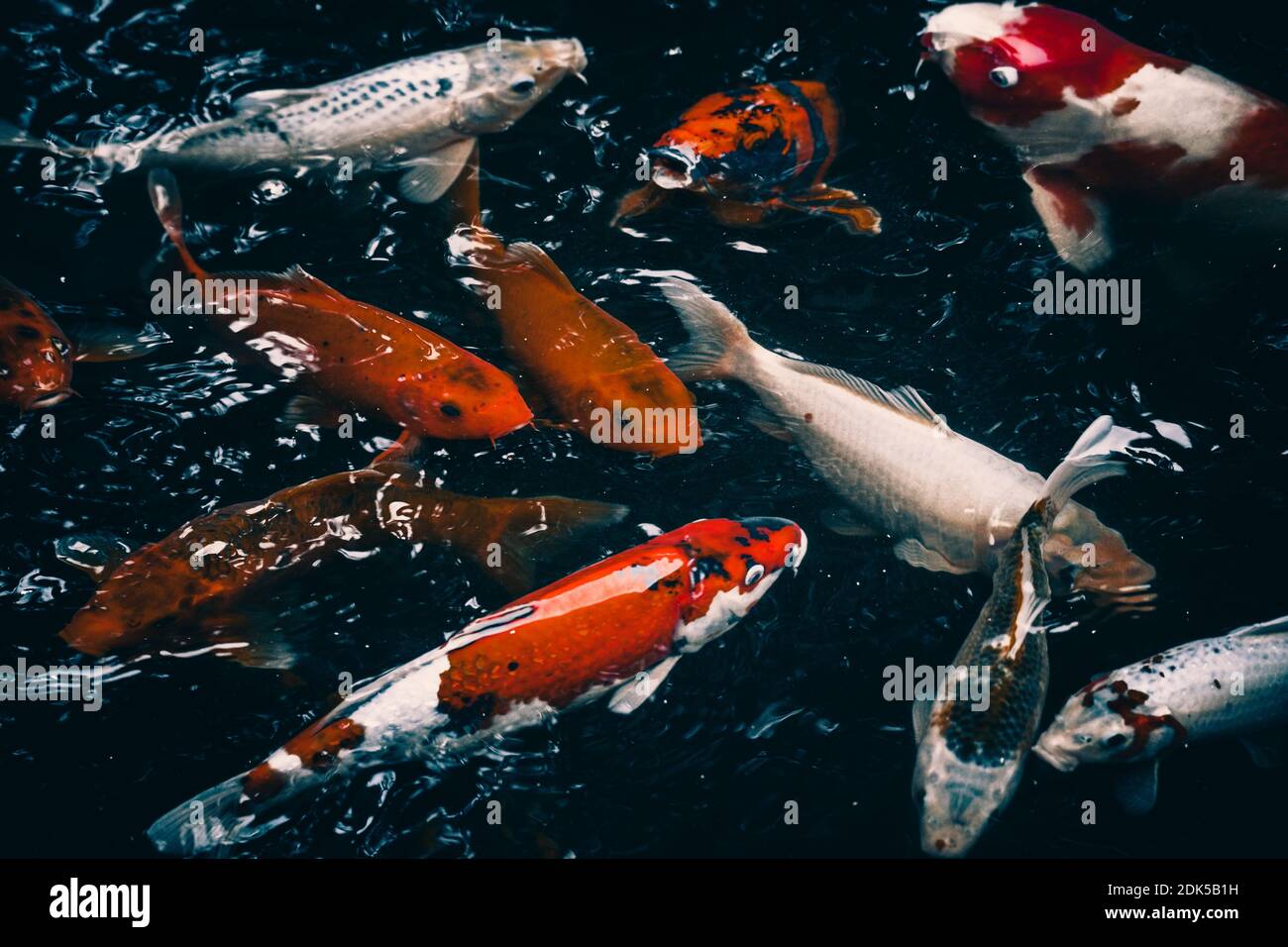 A top view of koi fish in the water Stock Photo - Alamy