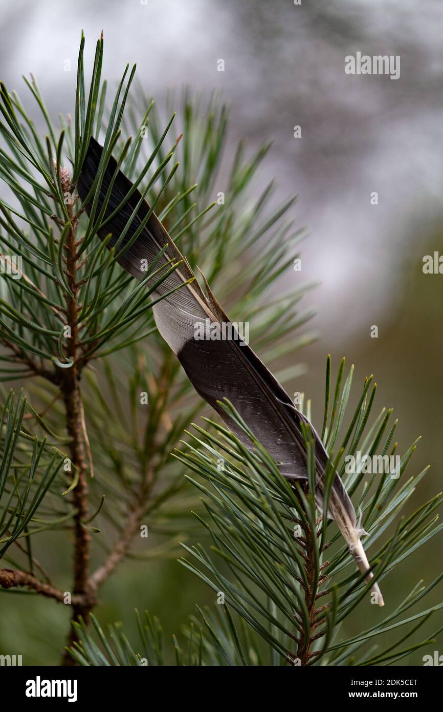 Conifer coniferous conifers hi-res stock photography and images - Alamy