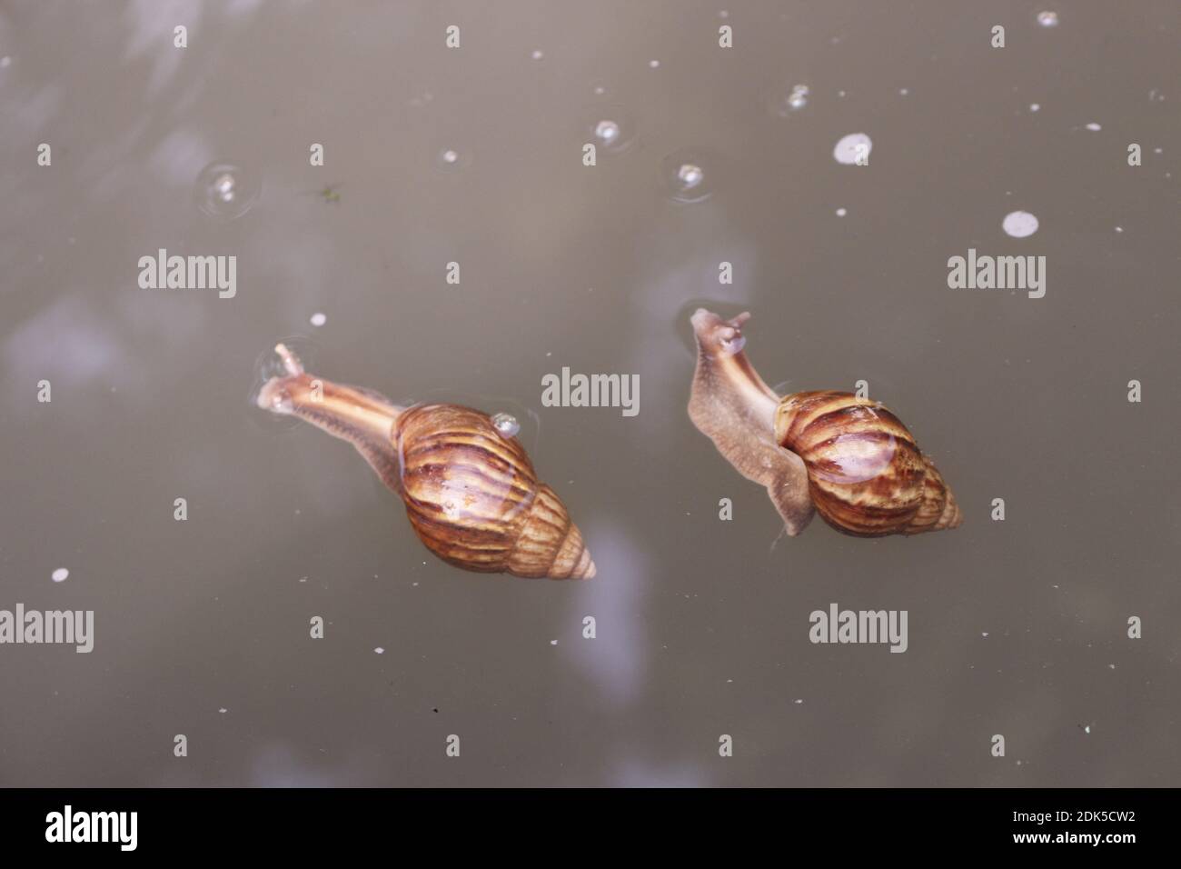 A Couple Of Snails Drifted In The River Stock Photo - Alamy