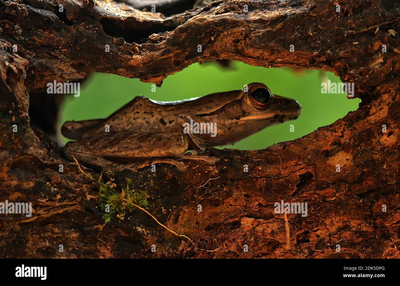 Frog in tree hi-res stock photography and images - Alamy