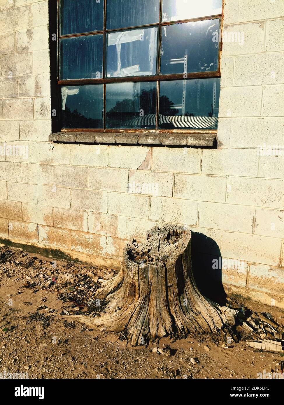 Tree stump and feature hi-res stock photography and images - Alamy