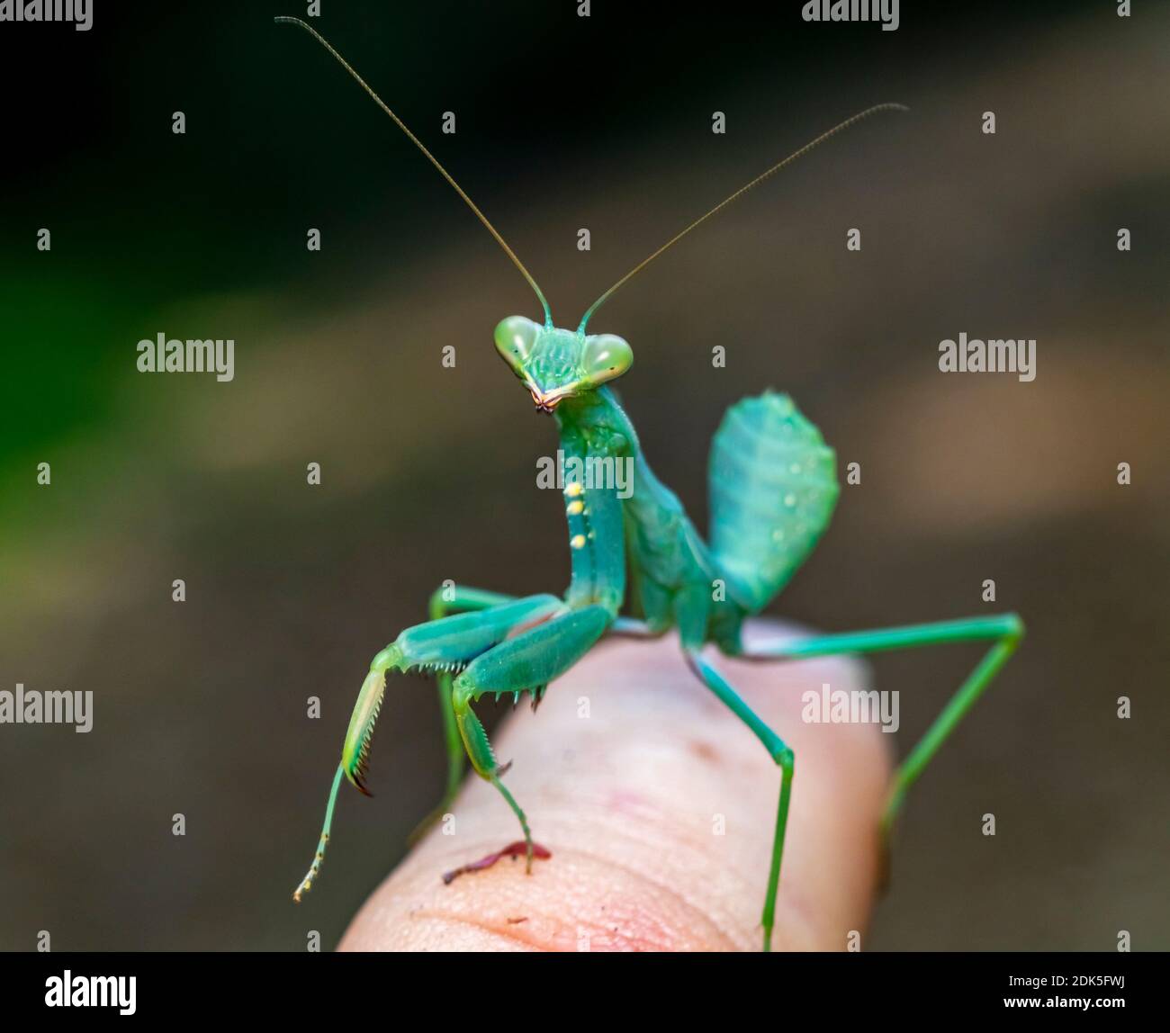 Praying Mantis Exoskeleton High Resolution Stock Photography and Images ...