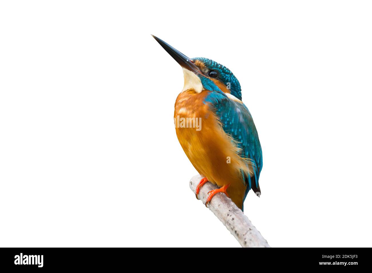 Kingfisher up close Cut Out Stock Images & Pictures - Alamy Kingfisher up close Cut Out Stock Images & Pictures - Alamy