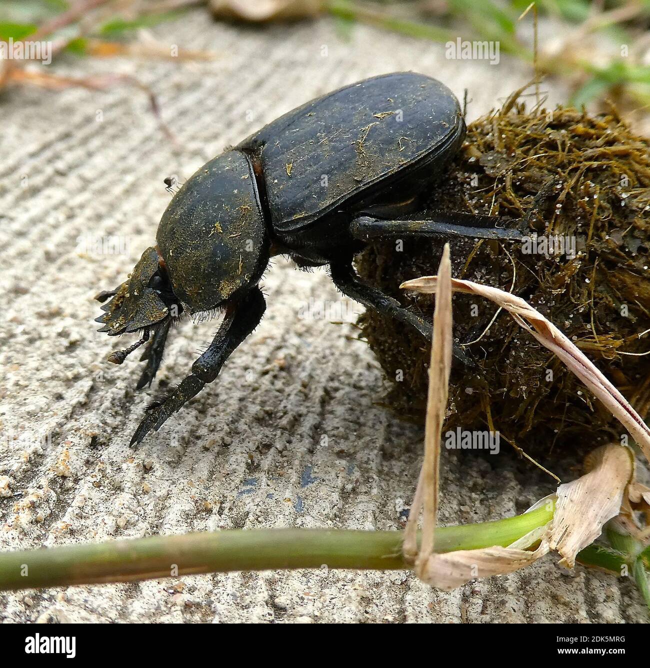 Close-up Of Dung Beetle Stock Photo - Alamy