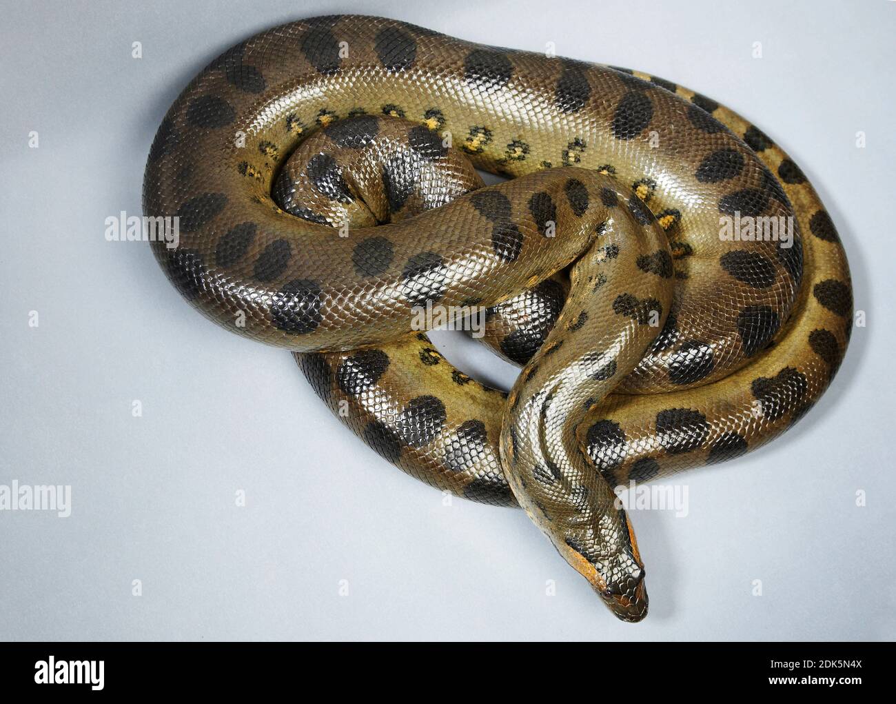 Anaconda snake hi-res stock photography and images - Alamy