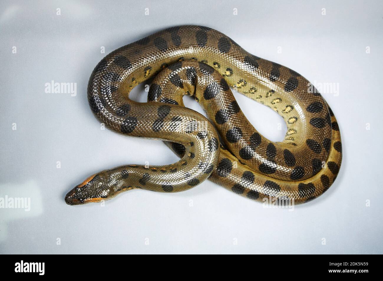 Green snake anaconda hi-res stock photography and images - Alamy