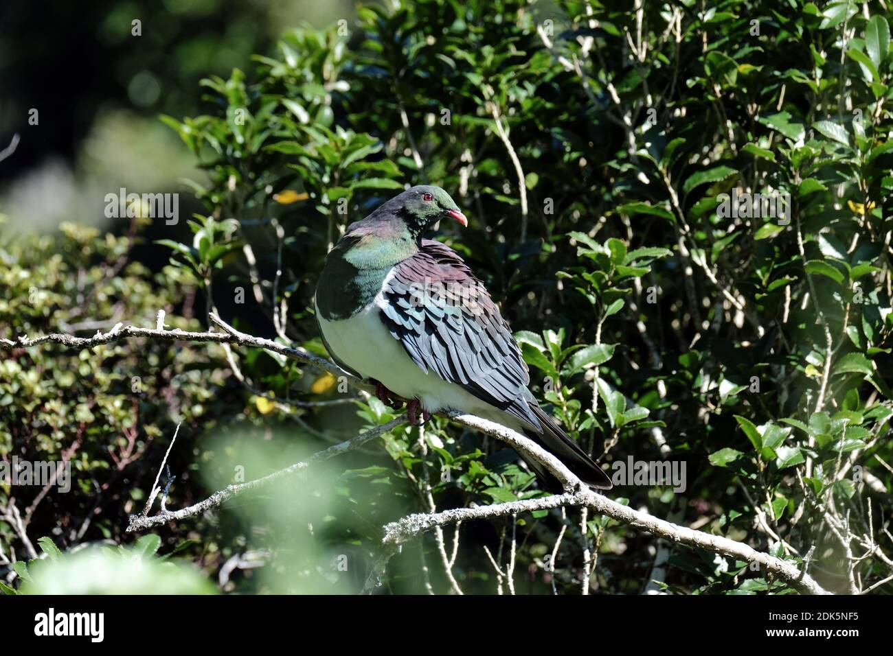 Kereru hi-res stock photography and images - Alamy