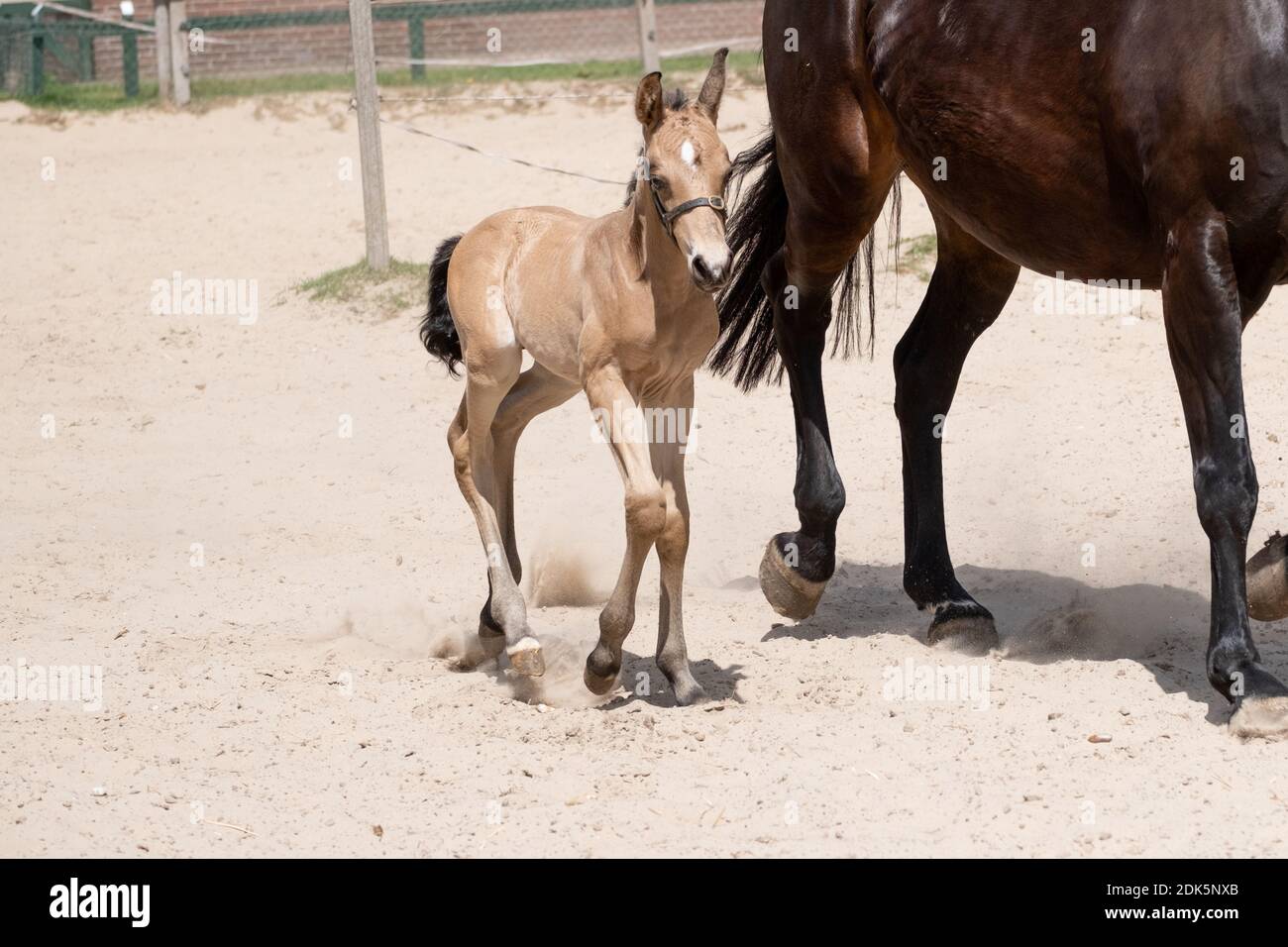 Galop High Resolution Stock Photography and Images - Alamy