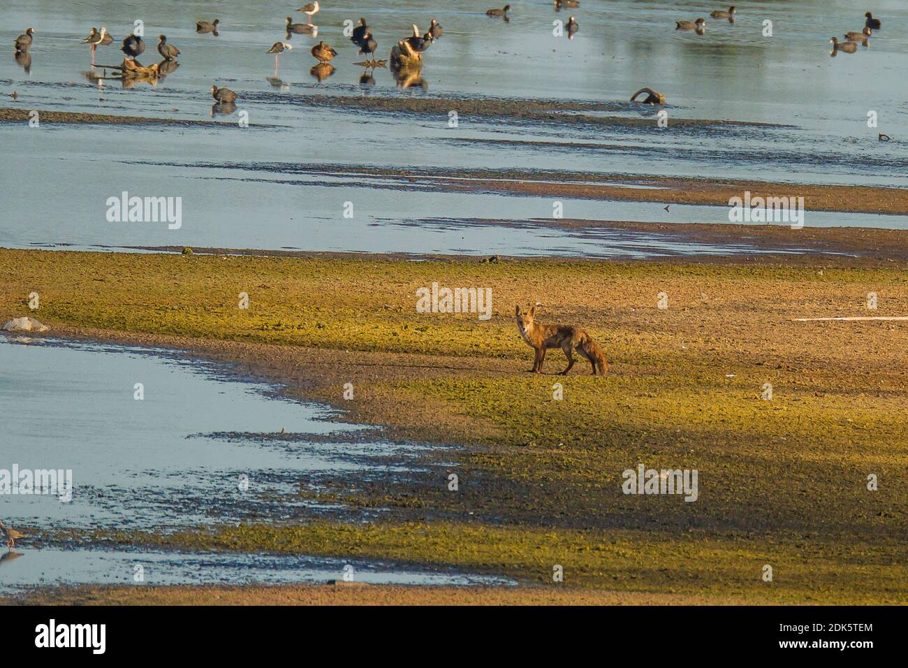 Fox beach hi-res stock photography and images - Alamy