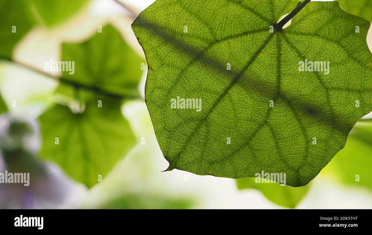 Wide aspect ratio hi-res stock photography and images - Alamy