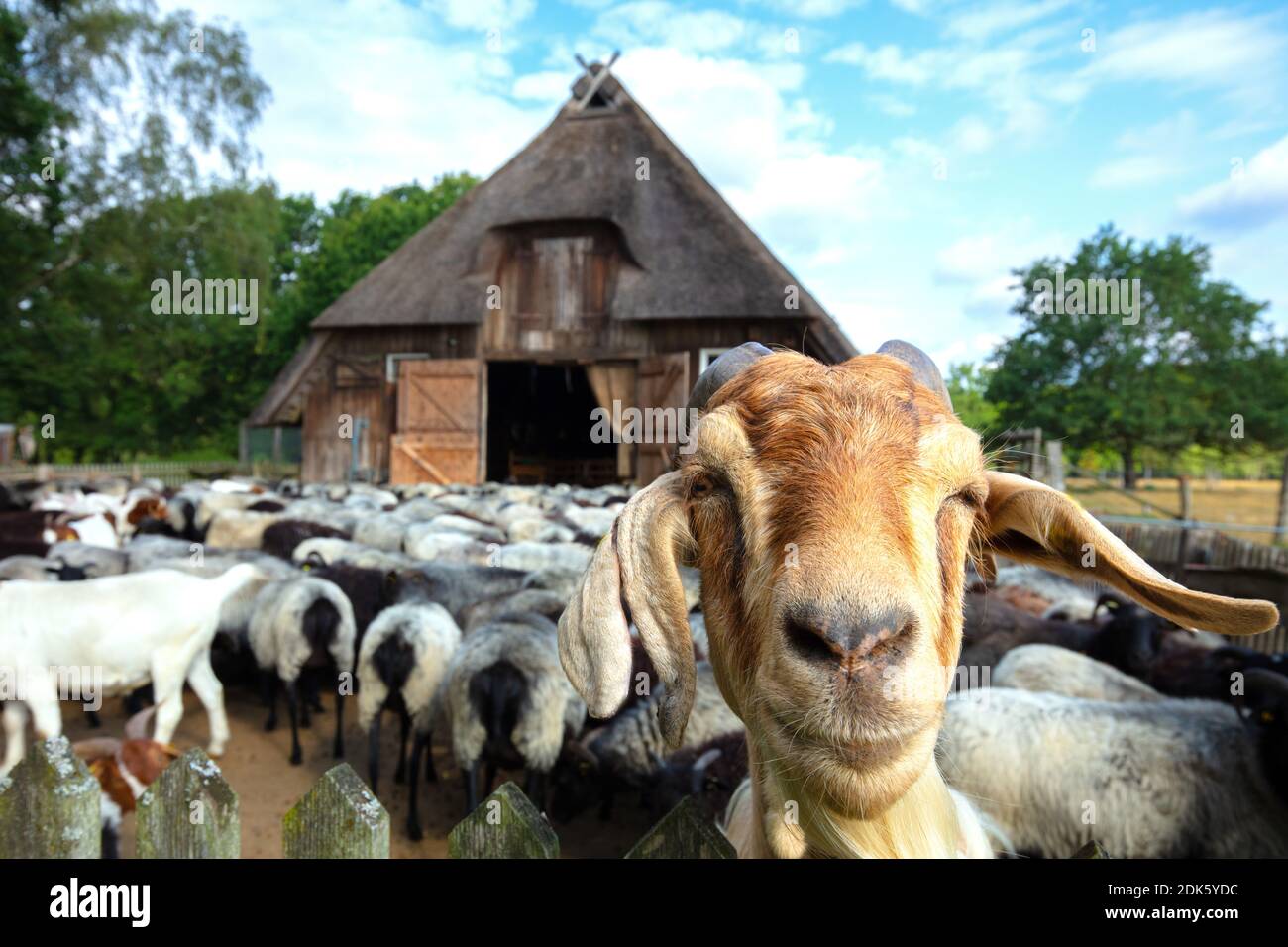Germany, Lower Saxony, Lueneburg Heath. Sheep farm in the Lüneburg ...
