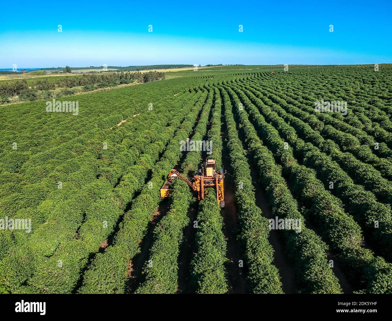 Harvesting coffee brazil hi-res stock photography and images - Alamy