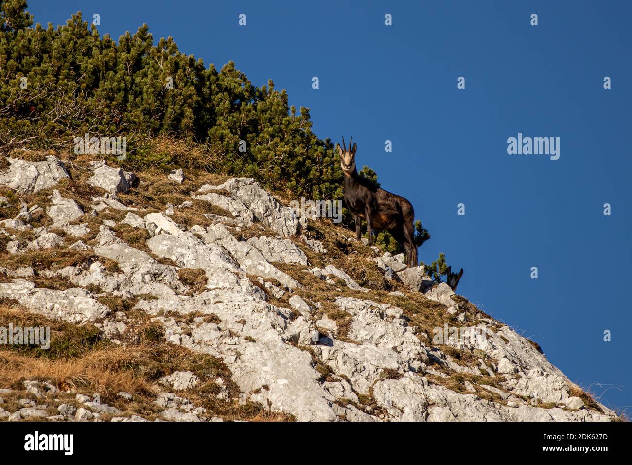Chamois at the top of mountain range Stock Photo - Alamy