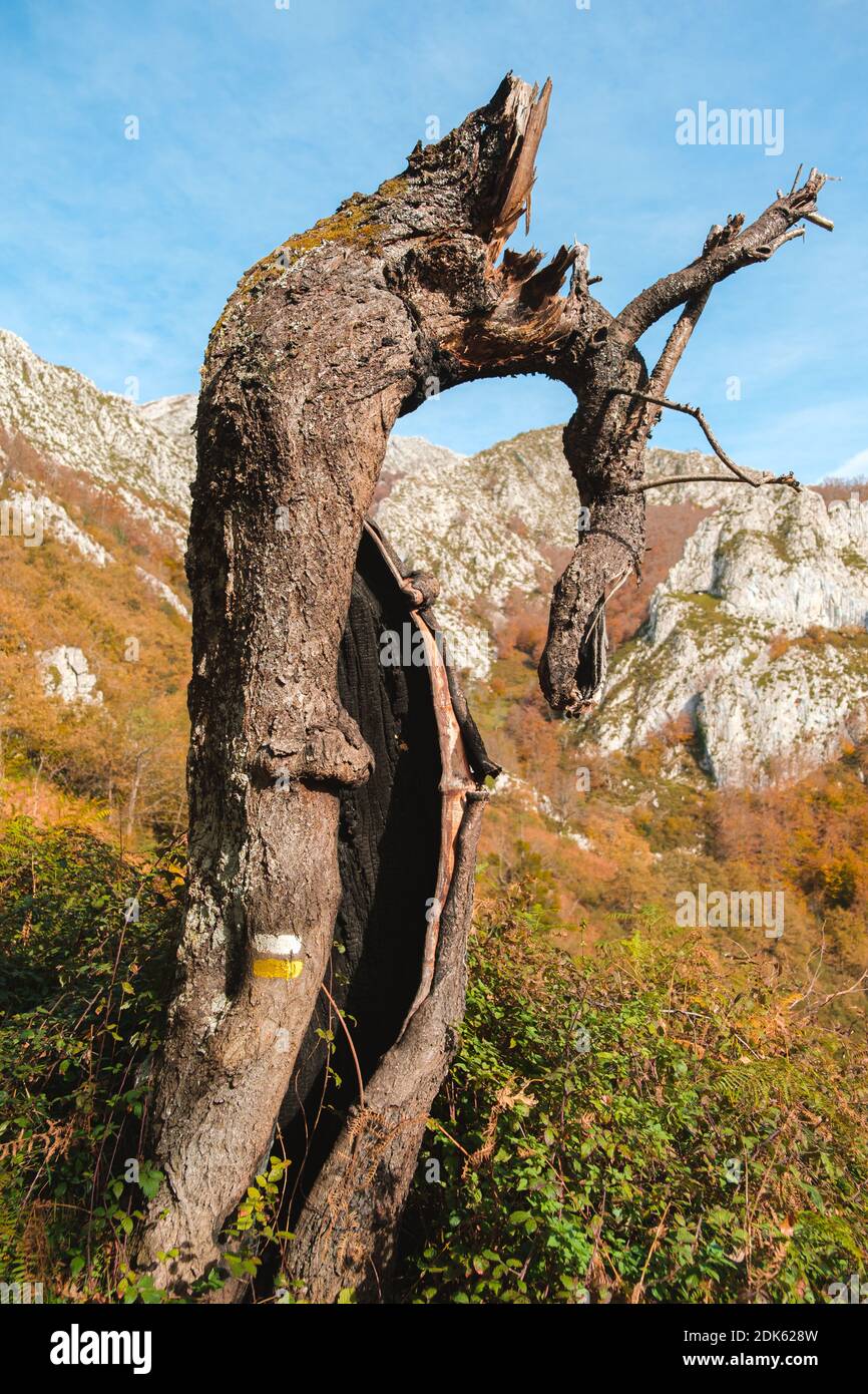 Vertical shot trunk on hi-res stock photography and images - Alamy