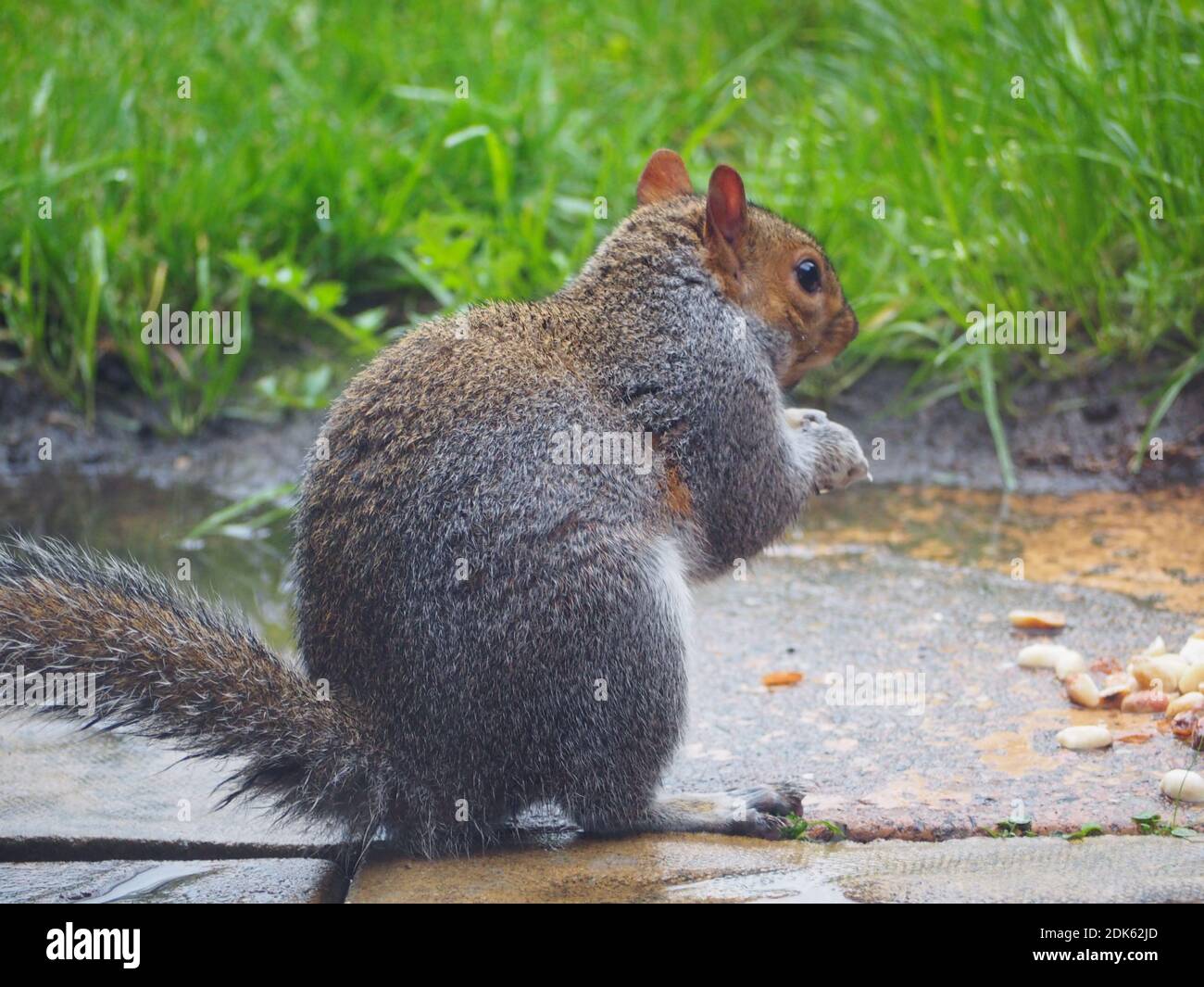 squirrel eating nuts Stock Photo - Alamy