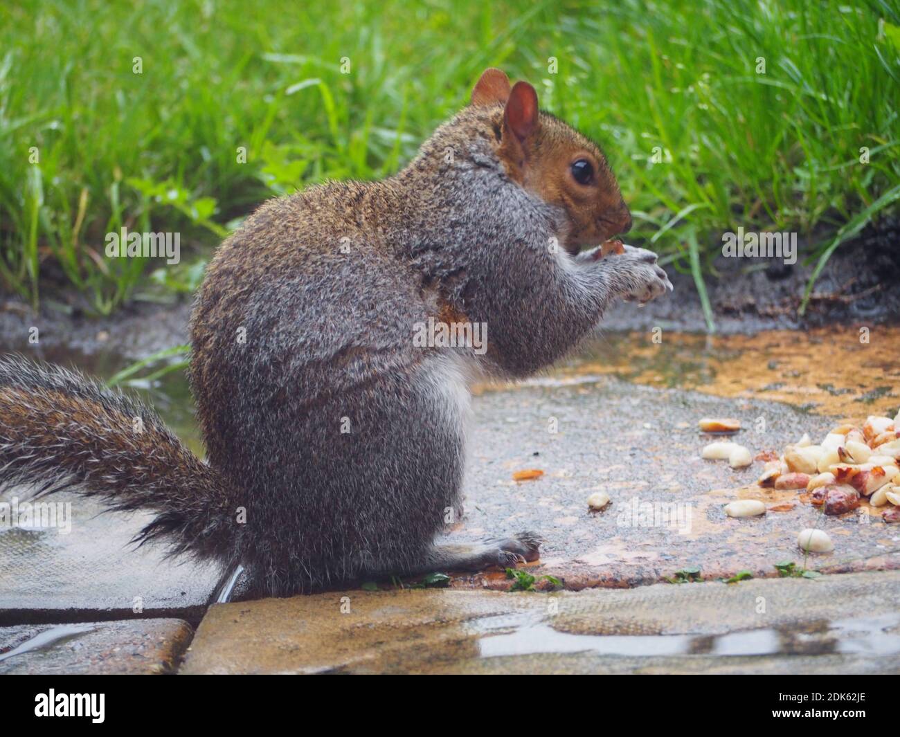 Squirrels nuts hi-res stock photography and images - Alamy