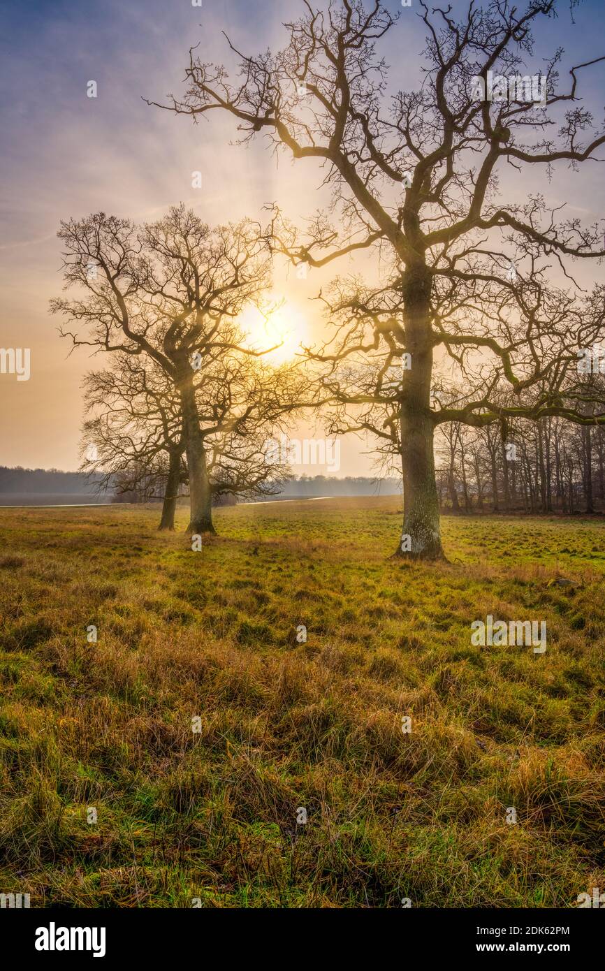 Sunset behind trees from hi-res stock photography and images - Alamy