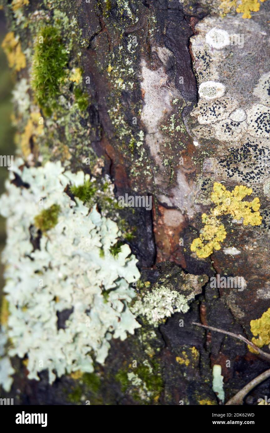 Rough speckled shield lichen Punctelia rudecta with blue-green foliose ...
