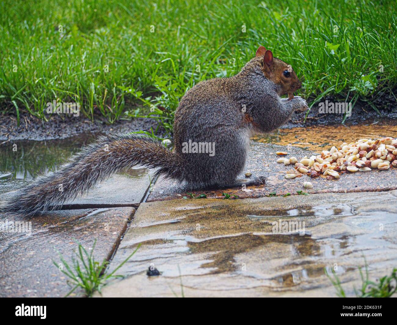 squirrel eating nuts Stock Photo - Alamy
