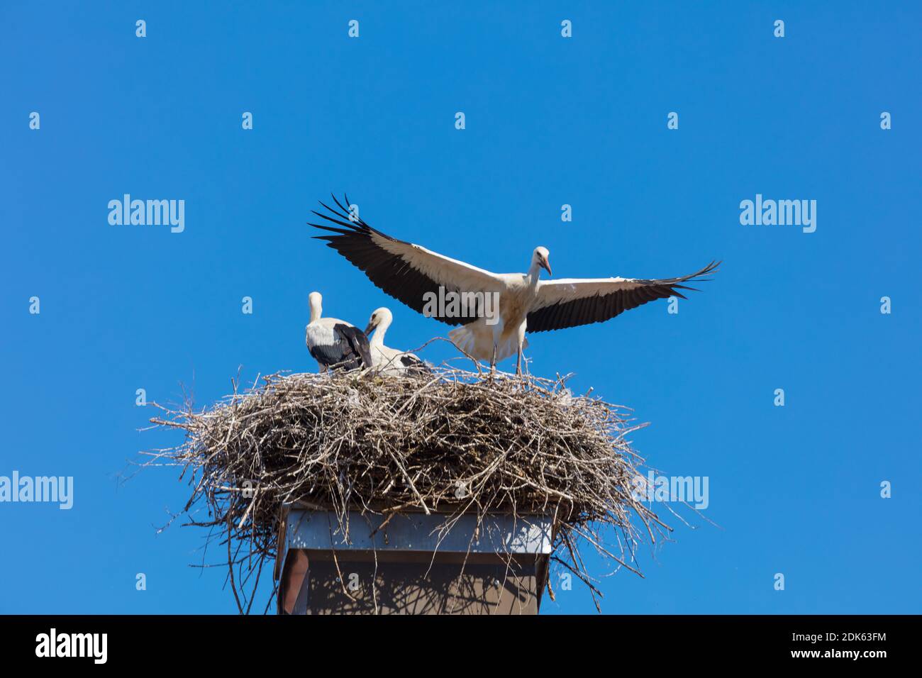 Stork tower hi-res stock photography and images - Alamy