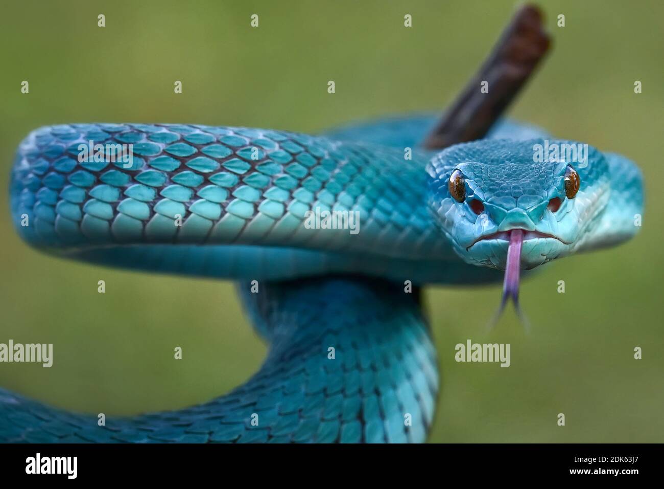 Blue Mamba Snake