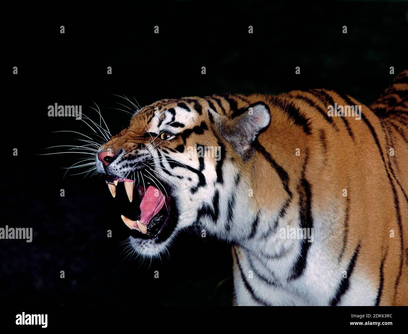 Siberian Tiger, panthera tigris altaica, Portrait of Adult Snarling, in Defensive Posture Stock ...