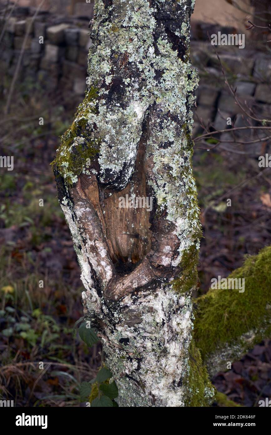 Rough speckled shield lichen Punctelia rudecta with blue-green foliose ...