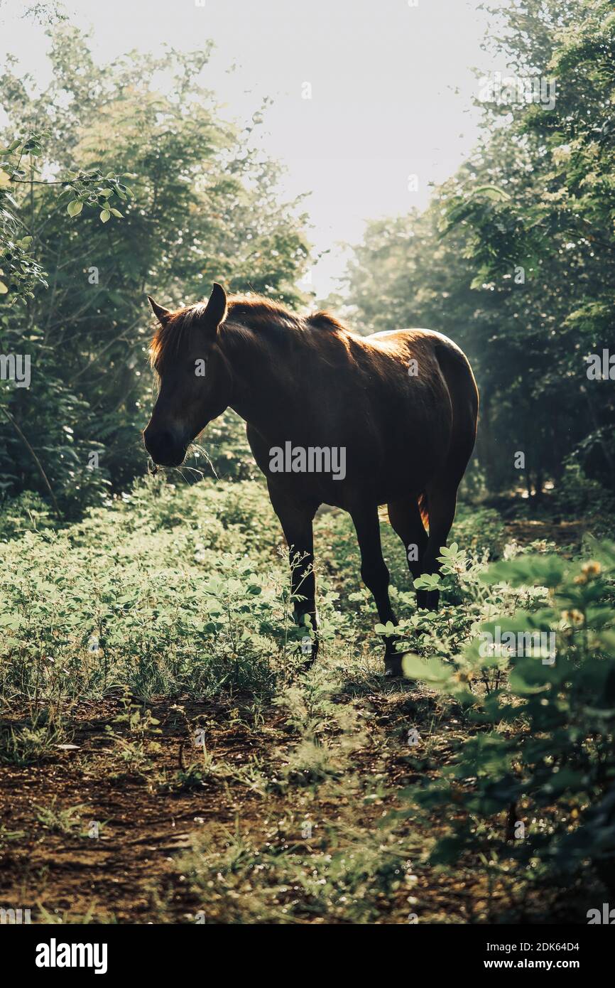 Horse Stable India High Resolution Stock Photography and Images - Alamy