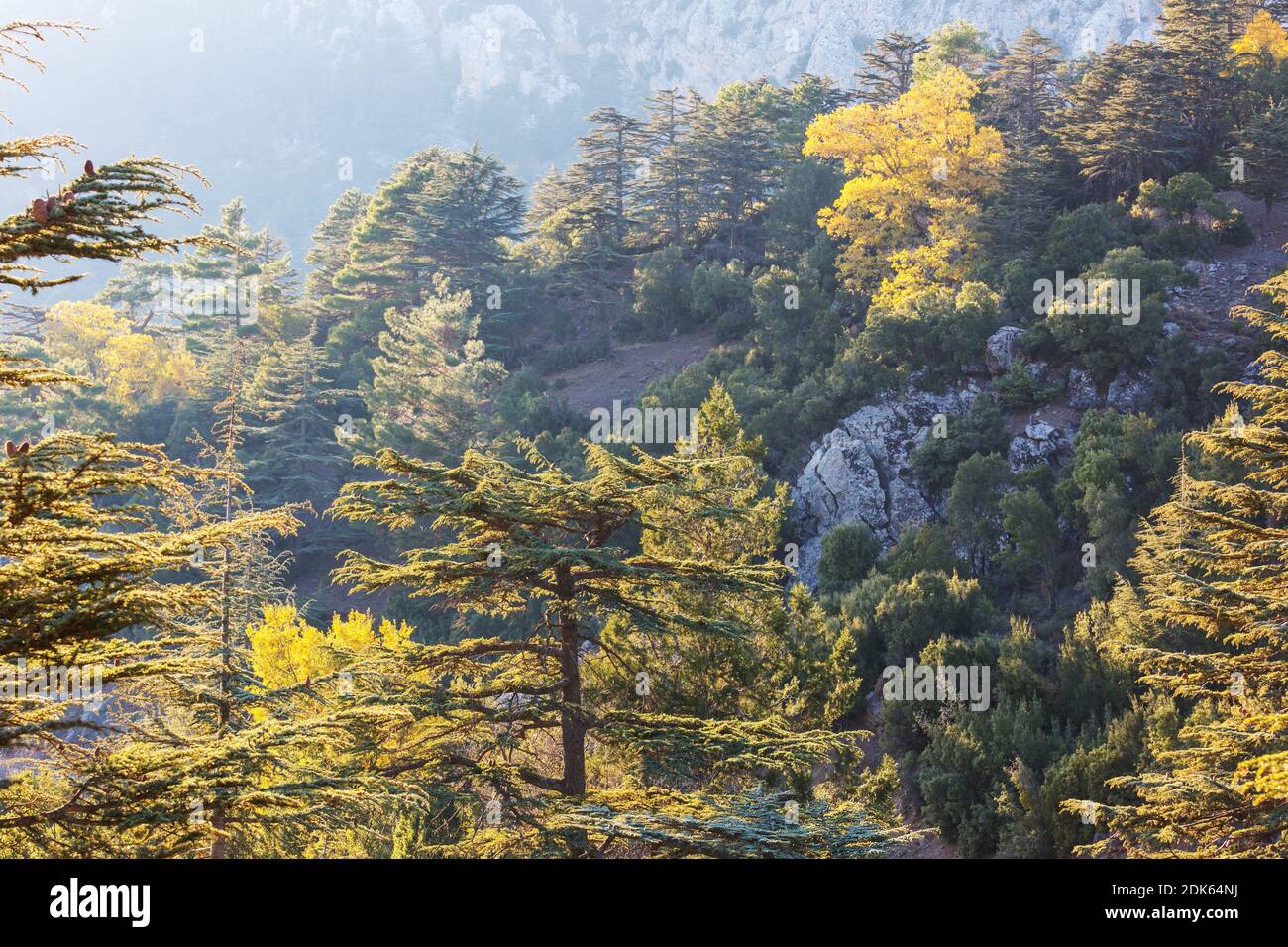 Cedar trees in mountains, Turkey Stock Photo - Alamy