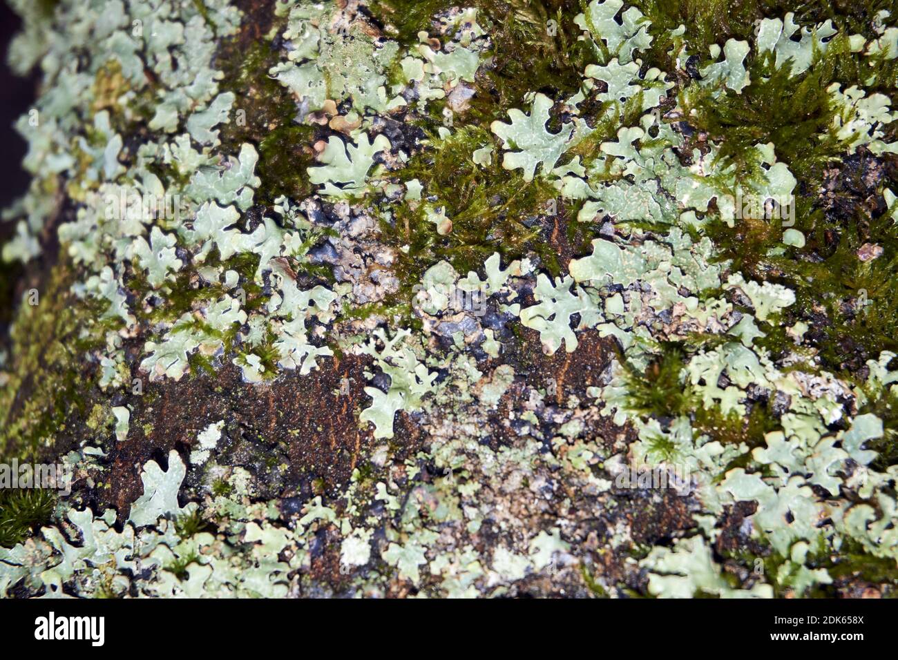 Rough speckled shield lichen Punctelia rudecta with blue-green foliose ...