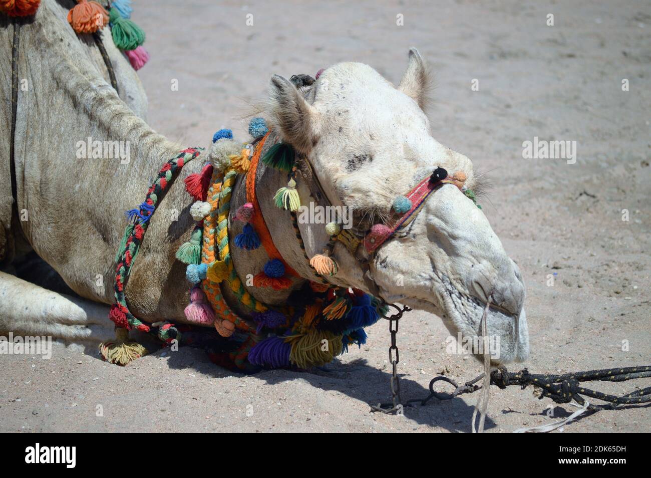 Attatched hi-res stock photography and images - Alamy