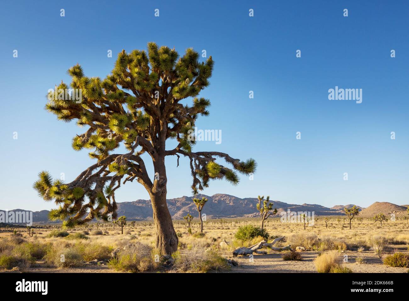 Joshua tree in Arizona desert along road. Travel background Stock Photo ...