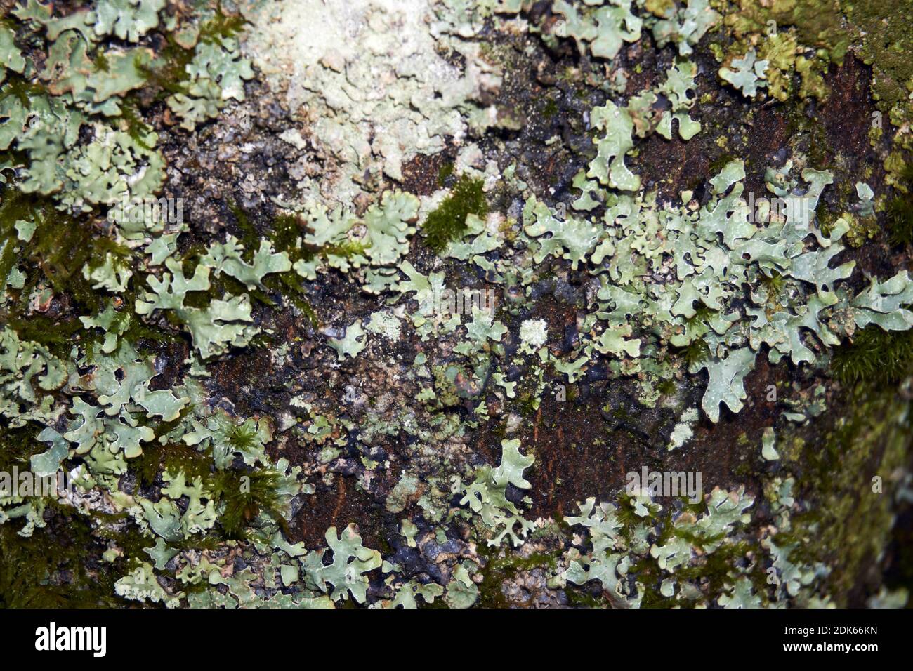 Rough speckled shield lichen Punctelia rudecta with blue-green foliose ...