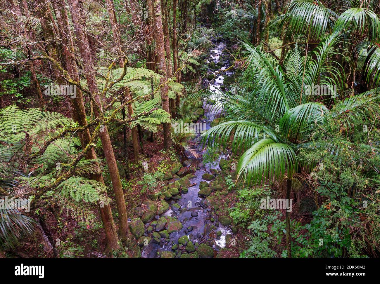 New Zealand tropical jungle forest. Green natural background Stock ...